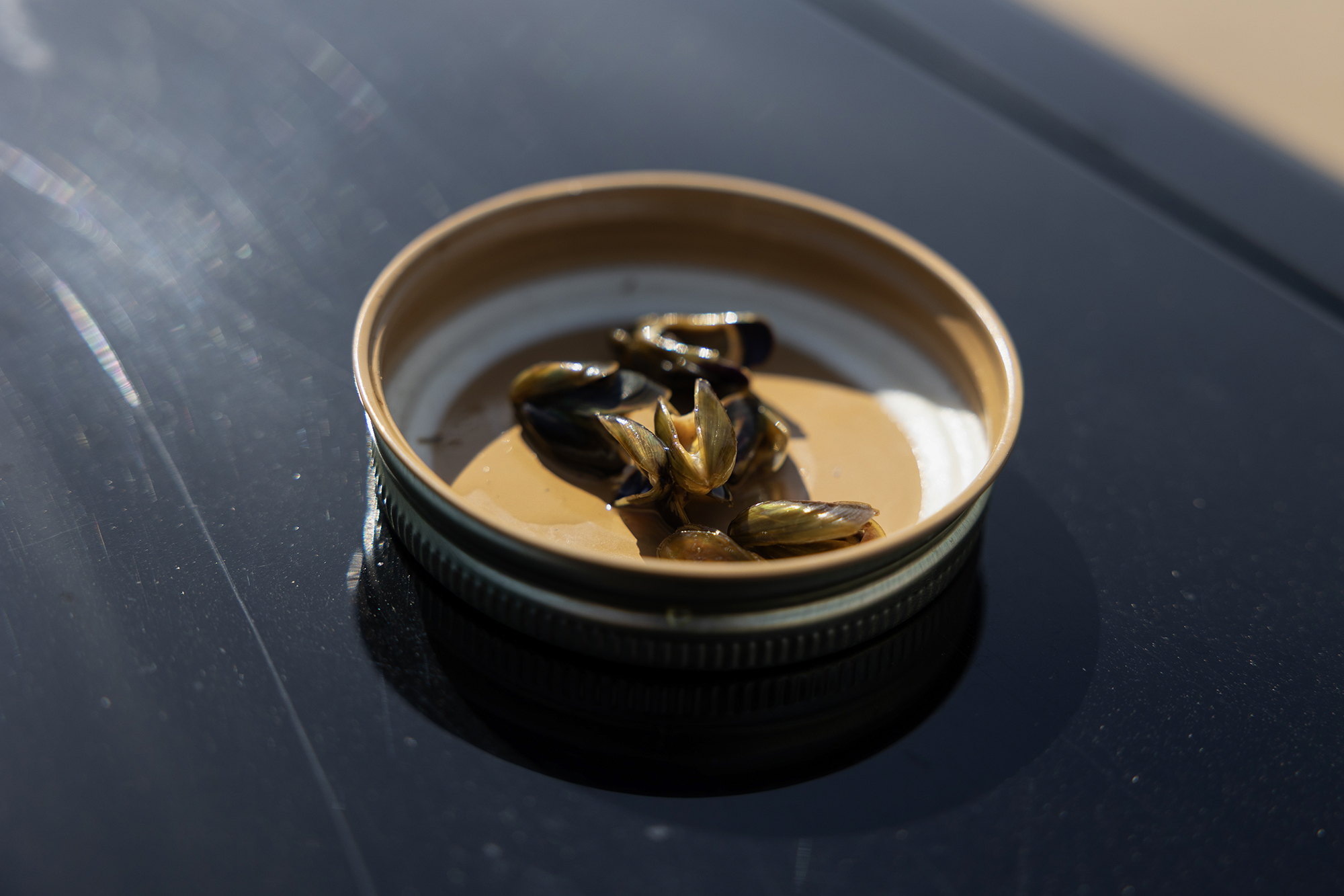 California races to contain golden mussels in state waterways