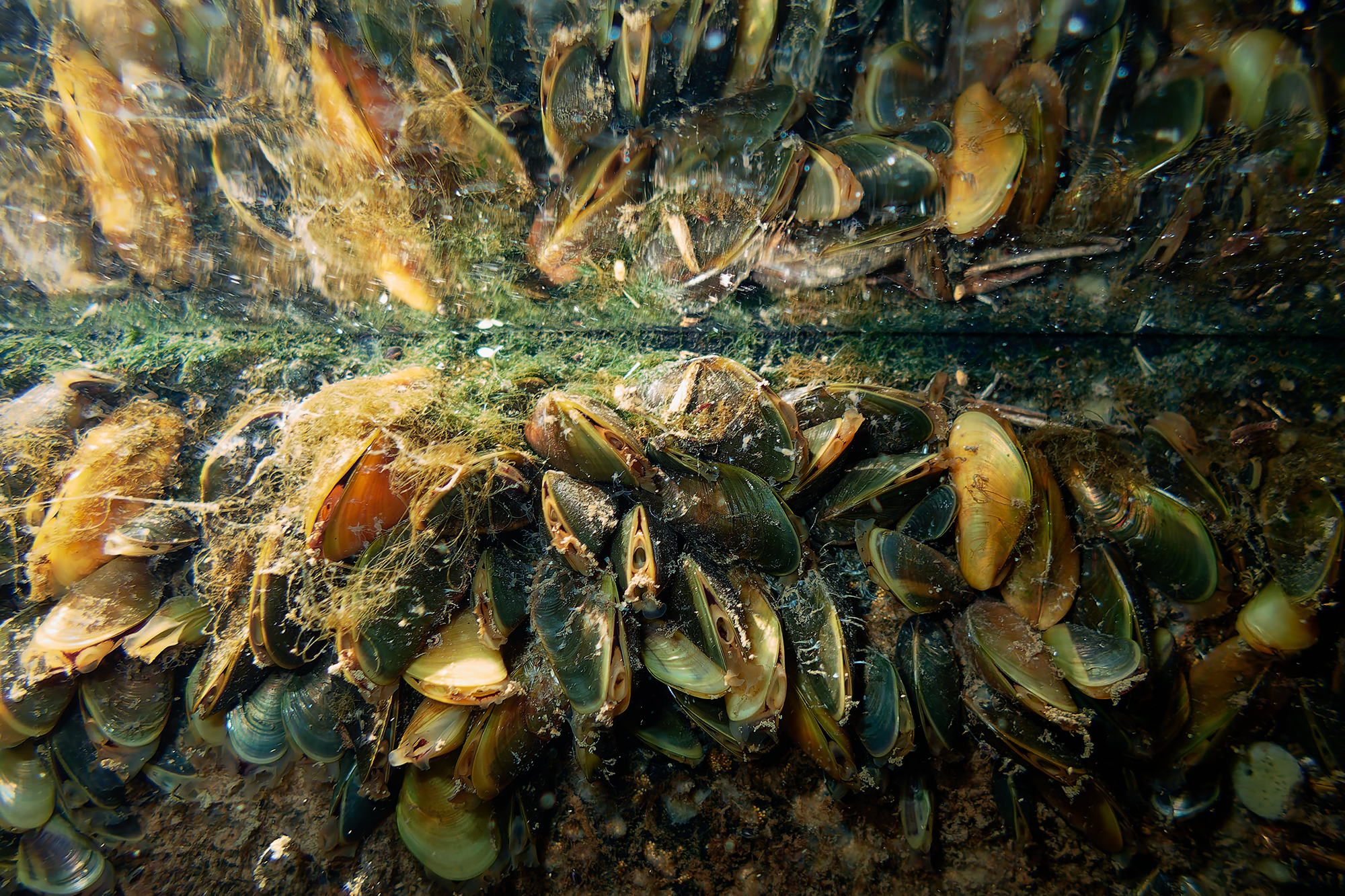A new invasive species is upending life in California's Delta - CalMatters