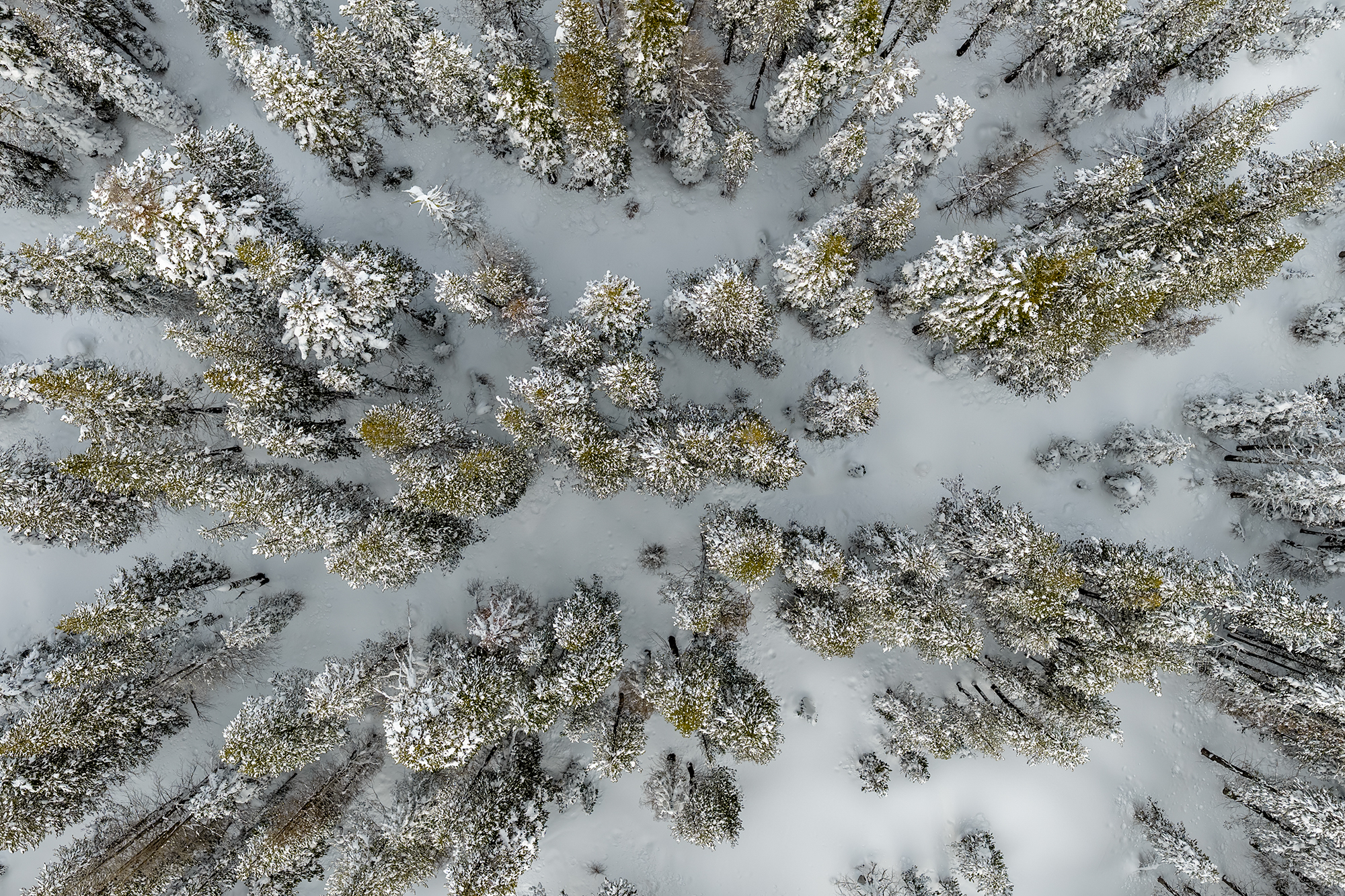 California’s dire snowpack signals early fire season